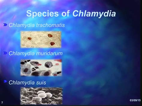 Chlamydia Bacterial Genus Ppt