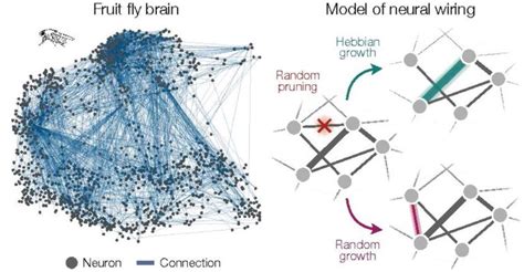 Brain Connectivity Breakthrough Similar Neural Network Patterns Discovered Across Diverse Species