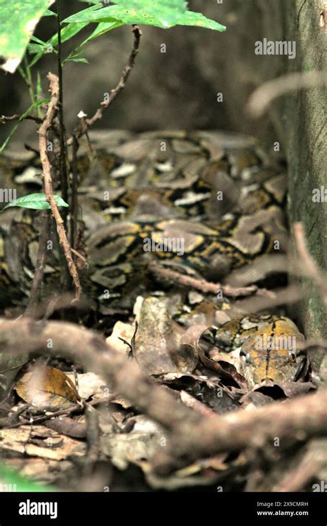 An Unidentified Python Is Visible On The Ground As It Is Hiding Between The Roots Of A Giant