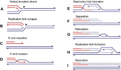 Figure 4 From A Microhomology Mediated Break Induced Replication Model For The Origin Of Human