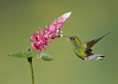 Esmeralda Mingbird Costa Rica Foto De Stock Imagem De Chuva América 191459448