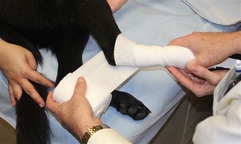 Splint Application
