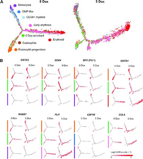 Runx1 Eto Induction Distorts The Myeloid But Not The Erythroid
