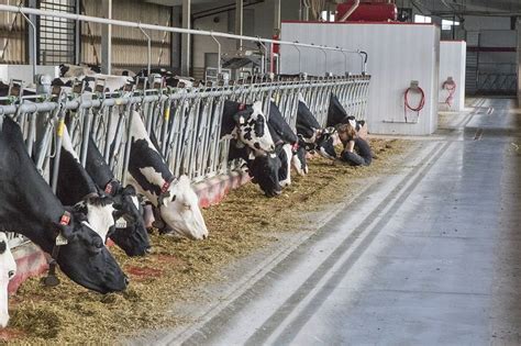 Optimizing Fertility Health Impact Of Lactating Cows Under Double Ovsynch Protocol Ag Proud