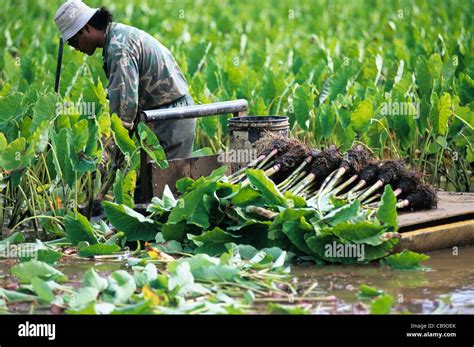 Hawaii Kauai Hanalei Taro Patches Hanalei Valley Kalo Haloataro