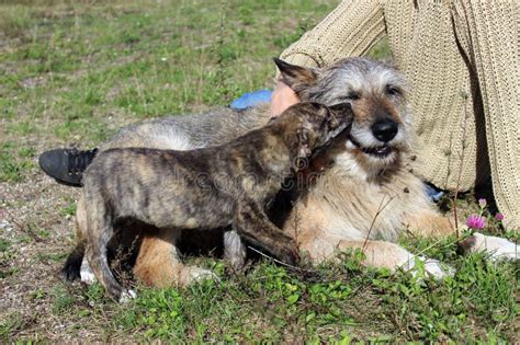 Happy Dogs Enjoying Time Together in a Sunny Meadow, with One Pup Playfully Kissing the Older ...
