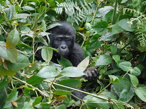 Gorilla Habitat