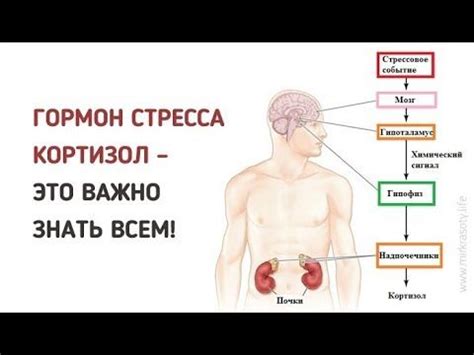 Если кортизол повышен, необходимо установить причину этого состояния и ...