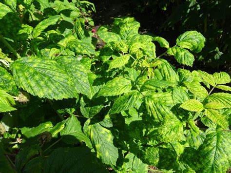 A Raspberry To Virus Gardeners Tips A Raspberry To Virus Gardeners Tips