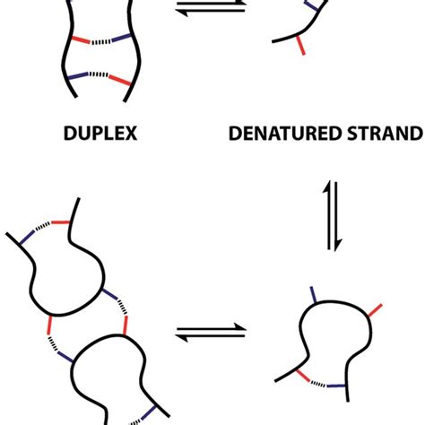 Possible Structures Of The Monomeric And Dimeric Adad Download Scientific Diagram