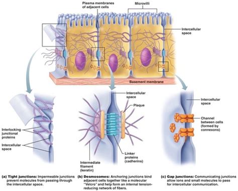 Histology Flashcards Quizlet
