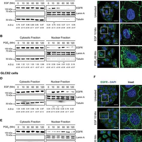 Pge 2 Induces Egfr Nuclear Translocation Immunoblotting Analysis Of