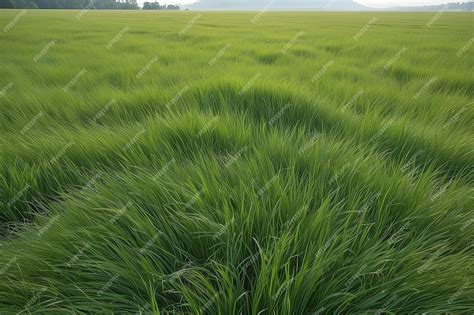 Empty Grass Field Landscape Grassland Outdoors Premium Ai Generated Image