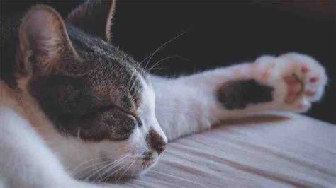 Pododermatitis En Gatos Causas Síntomas Y Tratamiento