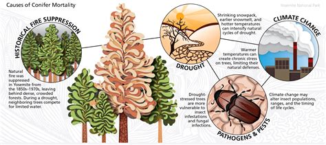 Climate Change Tree Mortality Yosemite National Park U S National Park Service