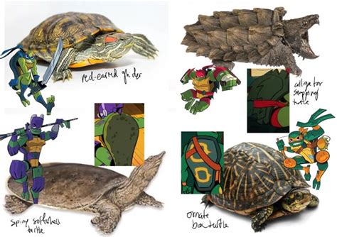 Tmnt Turtle Types