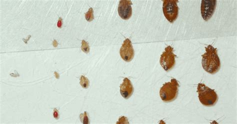 Tick Vs Bed Bug A Guide With Photos