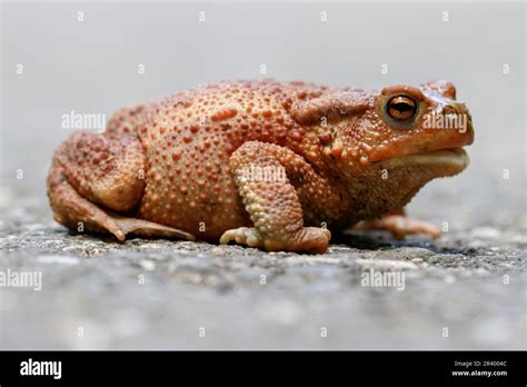 Bufo Bufo Known As Common Toad European Toad Endangered Species From