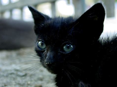 Kitten At The Fatih Camii Of Istanbul Exact Location Vladimer