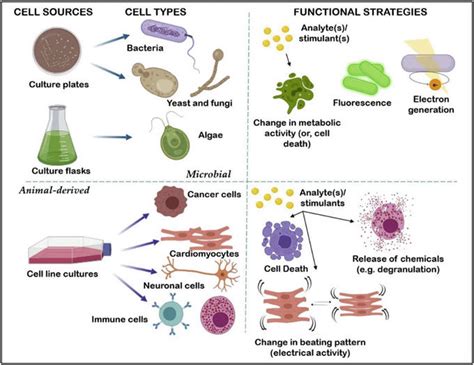 Schematic Showing Different Cell Types Obtained Left And Functional