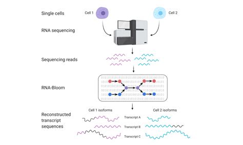 New Tool Enables Researchers To Assemble Transcript Isoforms From