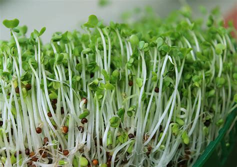 Sprouting Broccoli Seeds A Sprout Variety High In Glucoraphanin