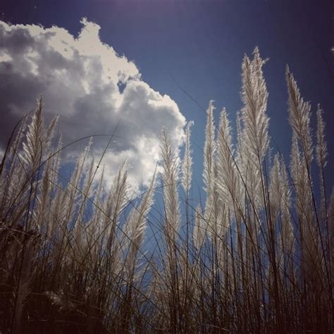 stream anuva s sky blackstratblues cover by shreyan chowdhury listen online for free on