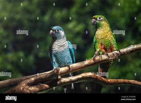 Frontalis hi-res stock photography and images - Alamy