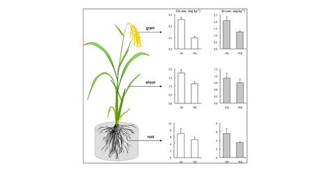 Effects Of Interaction Between Cadmium Cd And Selenium Se On Grain