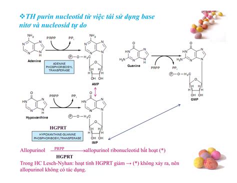 Chuyển Hóa Acid Nucleic Pdf