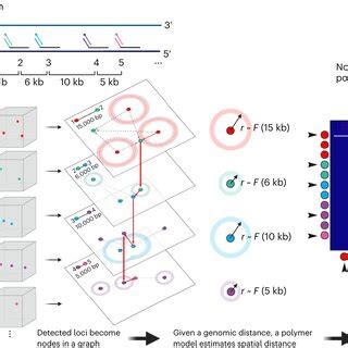 Spatial Genome Alignment Of Multiplexed DNA FISH Imaging Data Against A Download Scientific