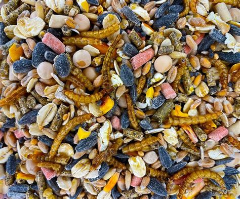 Tipos De Semillas Para Pájaros Silvestres