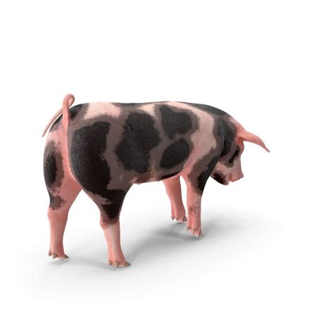Pietrain Pig Facts Origin Size Physical Characteristics Pros And Cons
