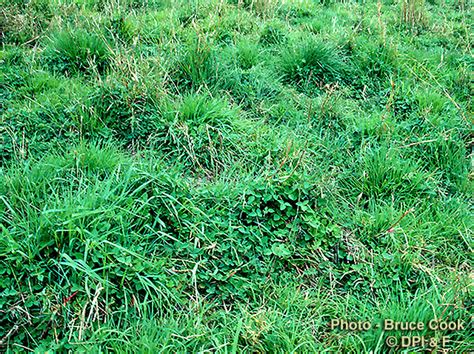 Factsheet Greenleaf Desmodium