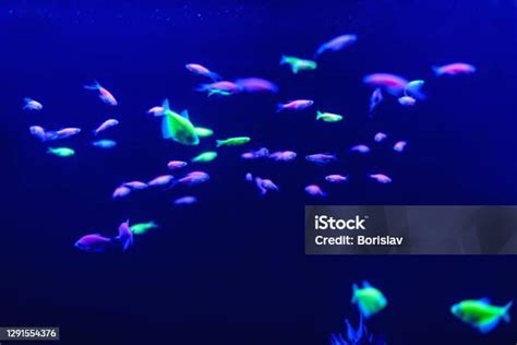 네온 글로우 피쉬 컬러 민물 수족관 네온 빛에 수중 세계 물고기 수족관 흐릿한 배경 선택적 초점 0명에 대한 스톡 사진 및 기타 이미지 Istock