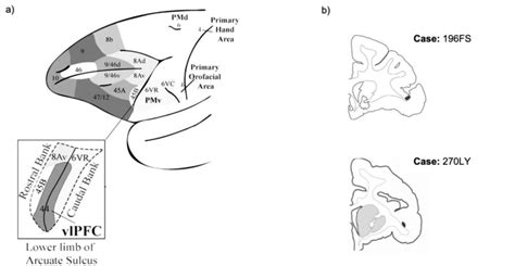 Ventrolateral Frontal Cortex A Schematic Of Ventrolateral Prefrontal