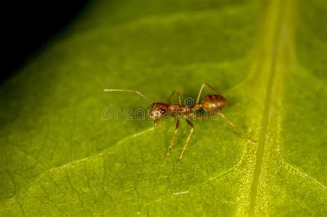 Red Ant Is Stay On Nature Green Leaf Stock Image Image Of Environment Macro 318707083 Red Ant Is Stay On Nature Green Leaf Stock Image Image Of Environment Macro 318707083