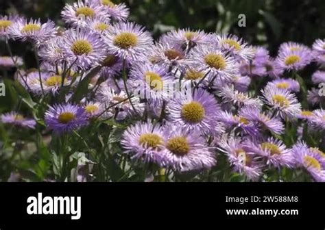 Aster Alpinus Or Aster False Aster Alpinus Is A Species Of