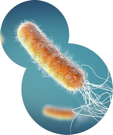The Rise Of Pseudomonas Aeruginosa Exploring Its Threat To Healthcare