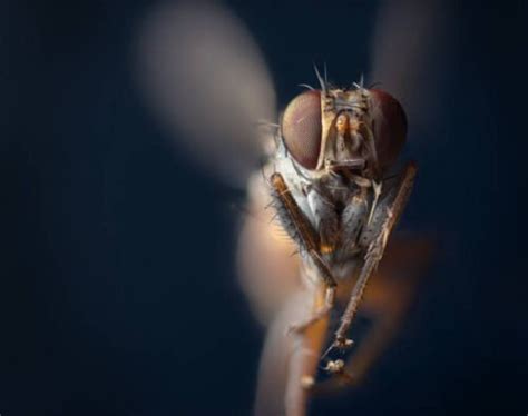 Types Of Flies In Florida The 7 Species You Will Likely Encounter