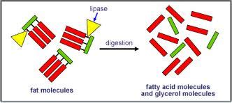 What Is The Function Of The Digestive Enzymes Cbse Class Notes