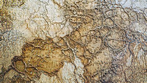 Dendritic Patterns Earth Tone River Like Branching Patterns