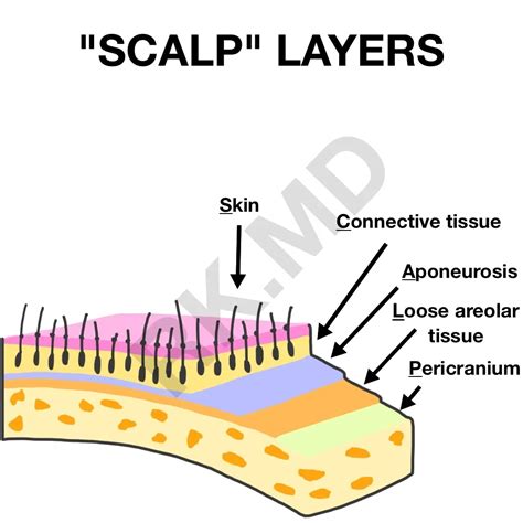 Layers Of The Scalp Rkmd Layers Of The Scalp Rkmd