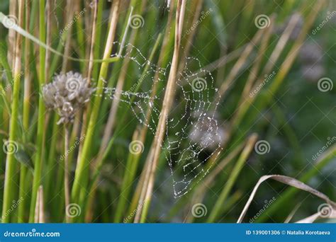 Cobwebs In The Grass Stock Photo Image Of Weed Plant