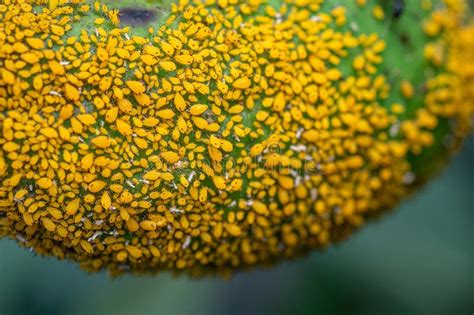 Close Up Of Calotropis Gigantea Fruit Infested By Yellow Aphids Aphids