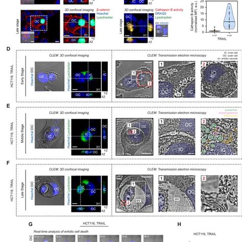Single Cell Time Lapse Microscopy Reveals Simultaneous Induction Of