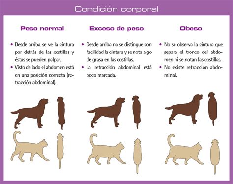 Condición Corporal Del Perro Y El Gato Rabito Kontento