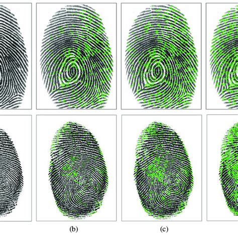 Typical Minutiae Structures A Core And Delta Singularities B Download Scientific Diagram