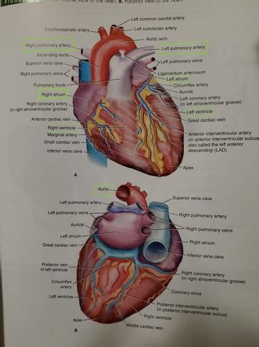 Rcp Exam Flashcards Quizlet