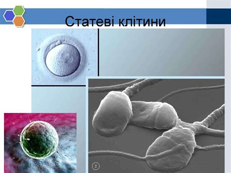Клітинна будова тварин та особливості клітин тварин презентация онлайн